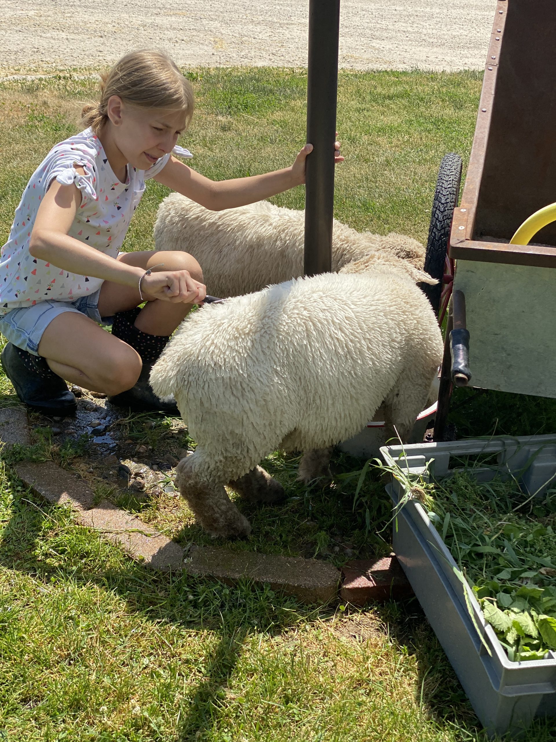 How to Clean a Sheepskin Rug at Home - Hearty Sol