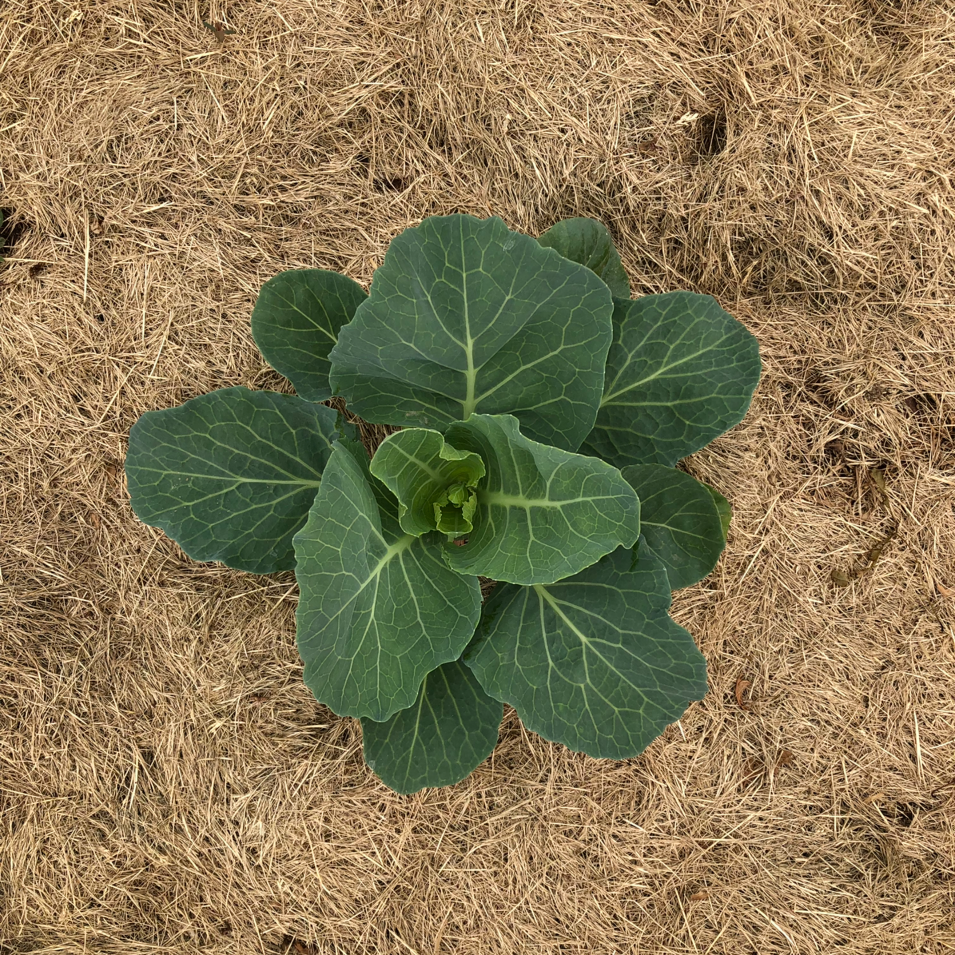 The Best Way to Keep your Garden Weed-Free: Ruth Stout Method - Hearty ...