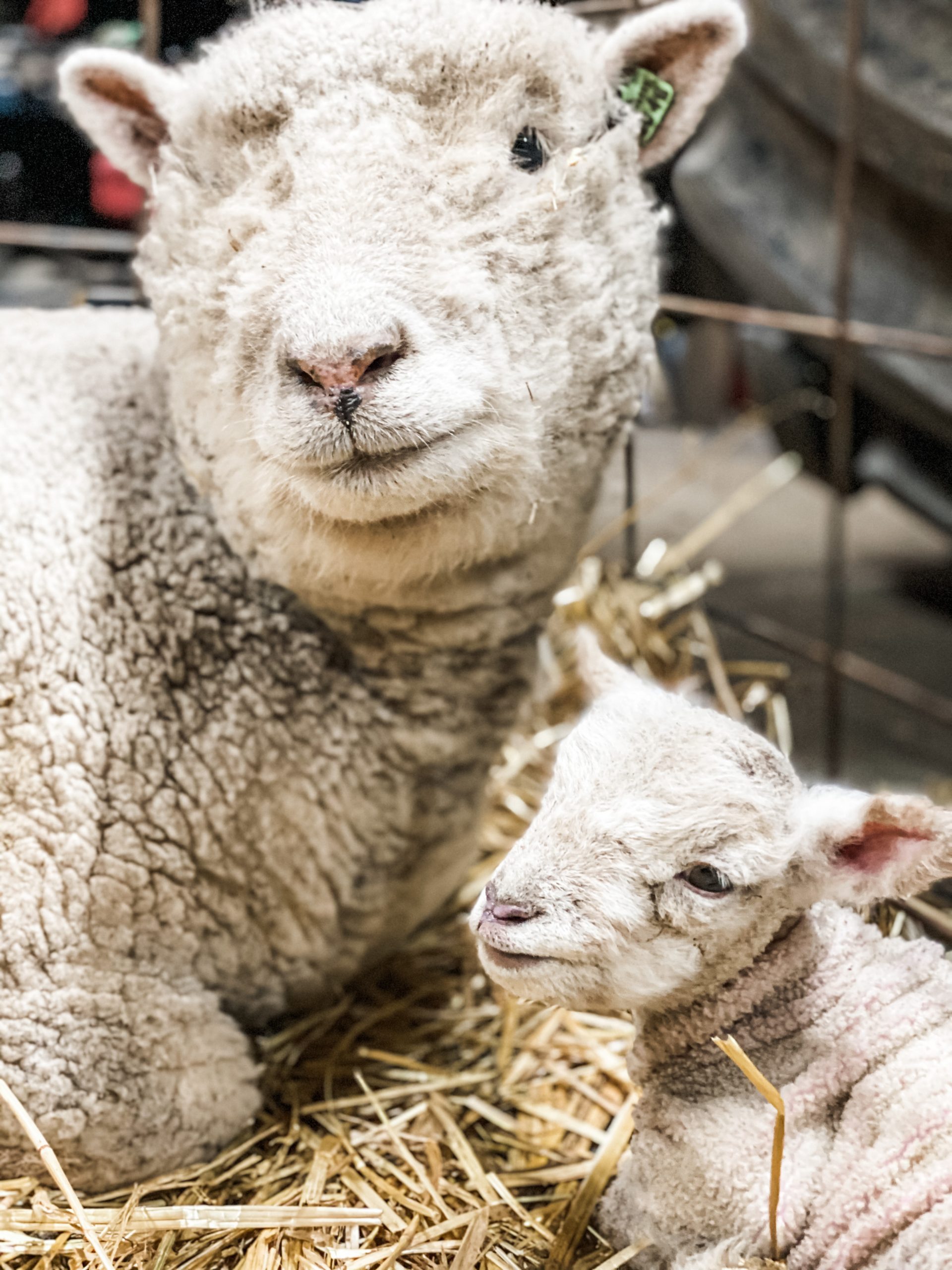 The Answer to Efficient Sheep Shearing: Tips from the Farm - Hearty Sol