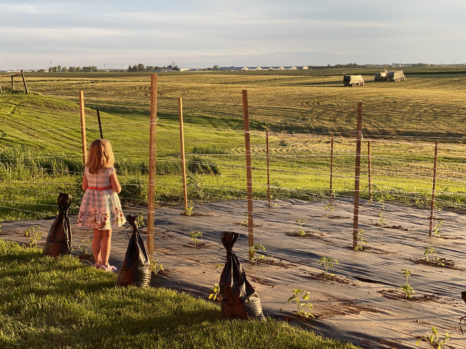 Spring Planting on the Dairy Farm - Hearty Sol