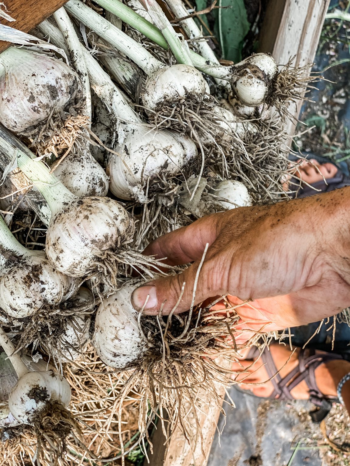 How to Braid Garlic for Storage - Hearty Sol