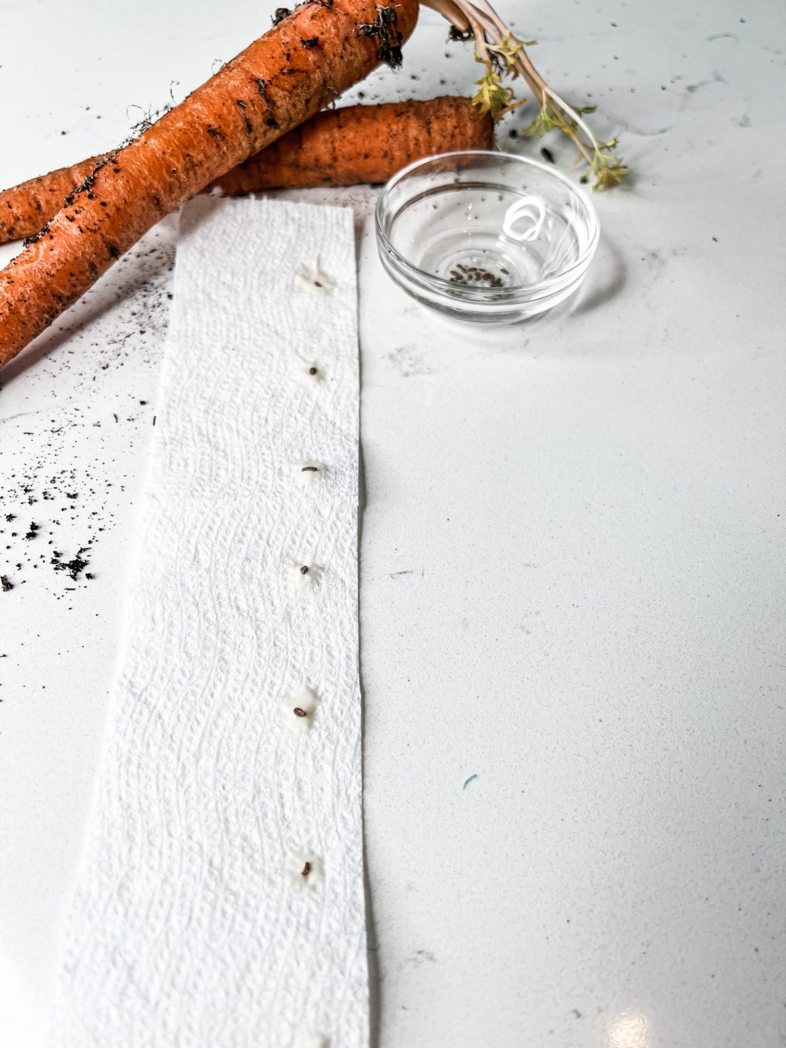 How to Make your own Carrot Seed Tape - Hearty Sol