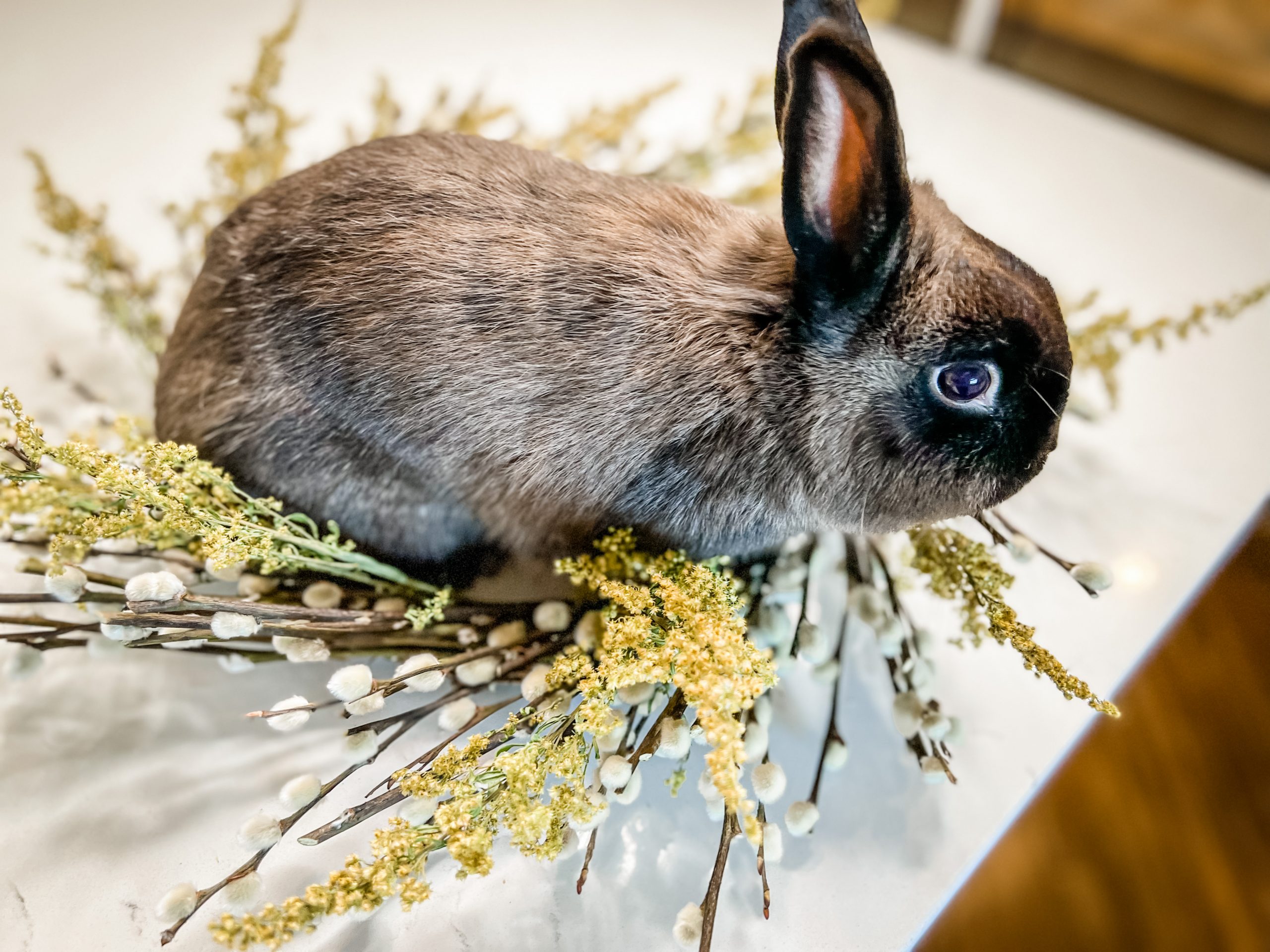 Why we keep a Backyard Rabbit | Benefits of a Garden Rabbit