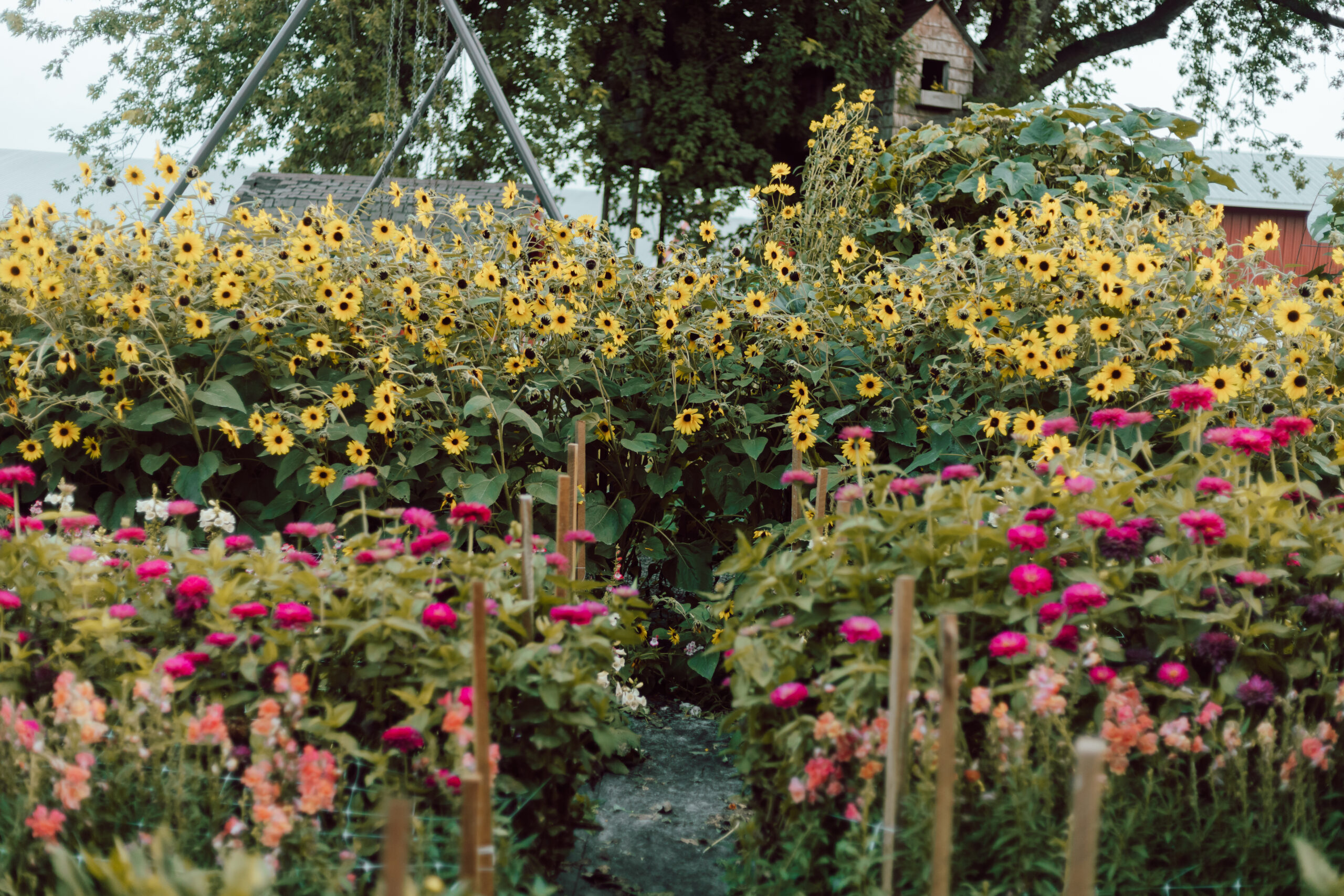 Why we keep a Backyard Rabbit | Benefits of a Garden Rabbit