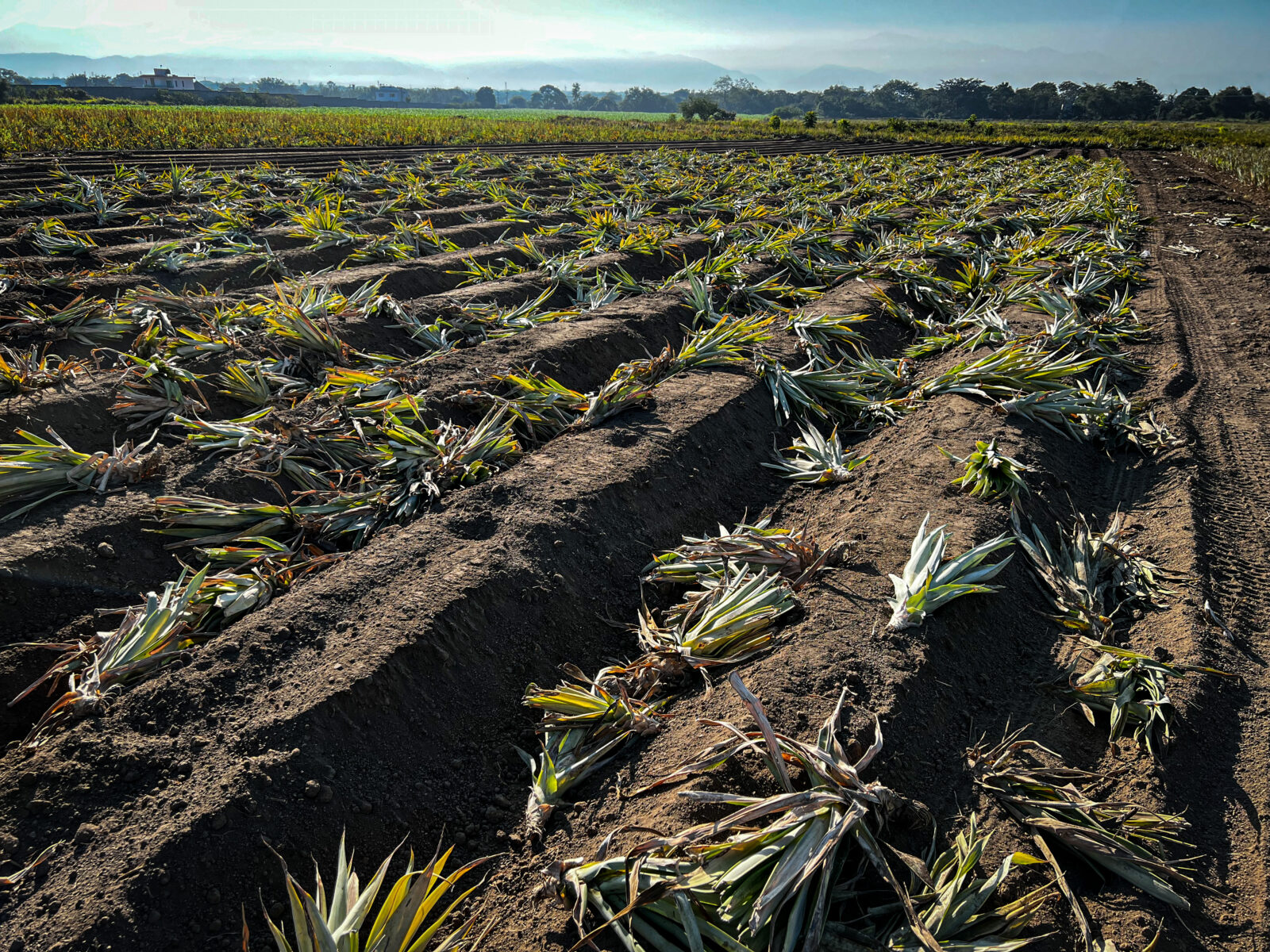 Our Experience Touring Mexico's Agricultural Areas - Hearty Sol