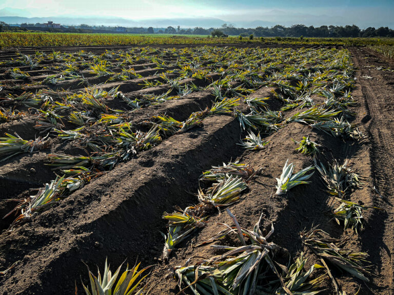 Our Experience Touring Mexico's Agricultural Areas - Hearty Sol