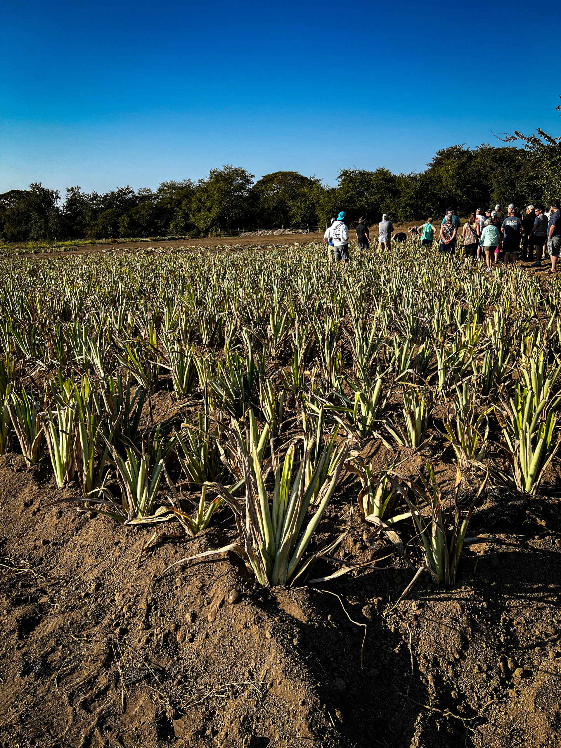 Our Experience Touring Mexico's Agricultural Areas - Hearty Sol