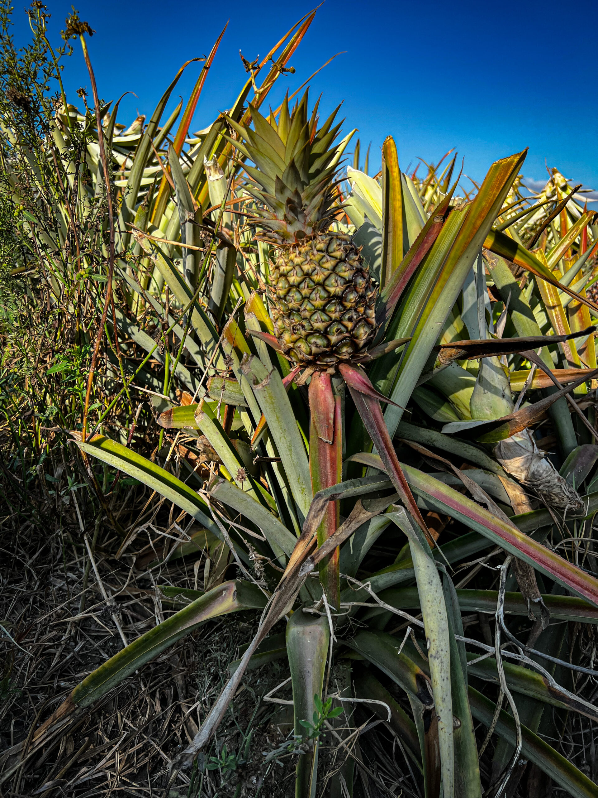 Our Experience Touring Mexico's Agricultural Areas - Hearty Sol
