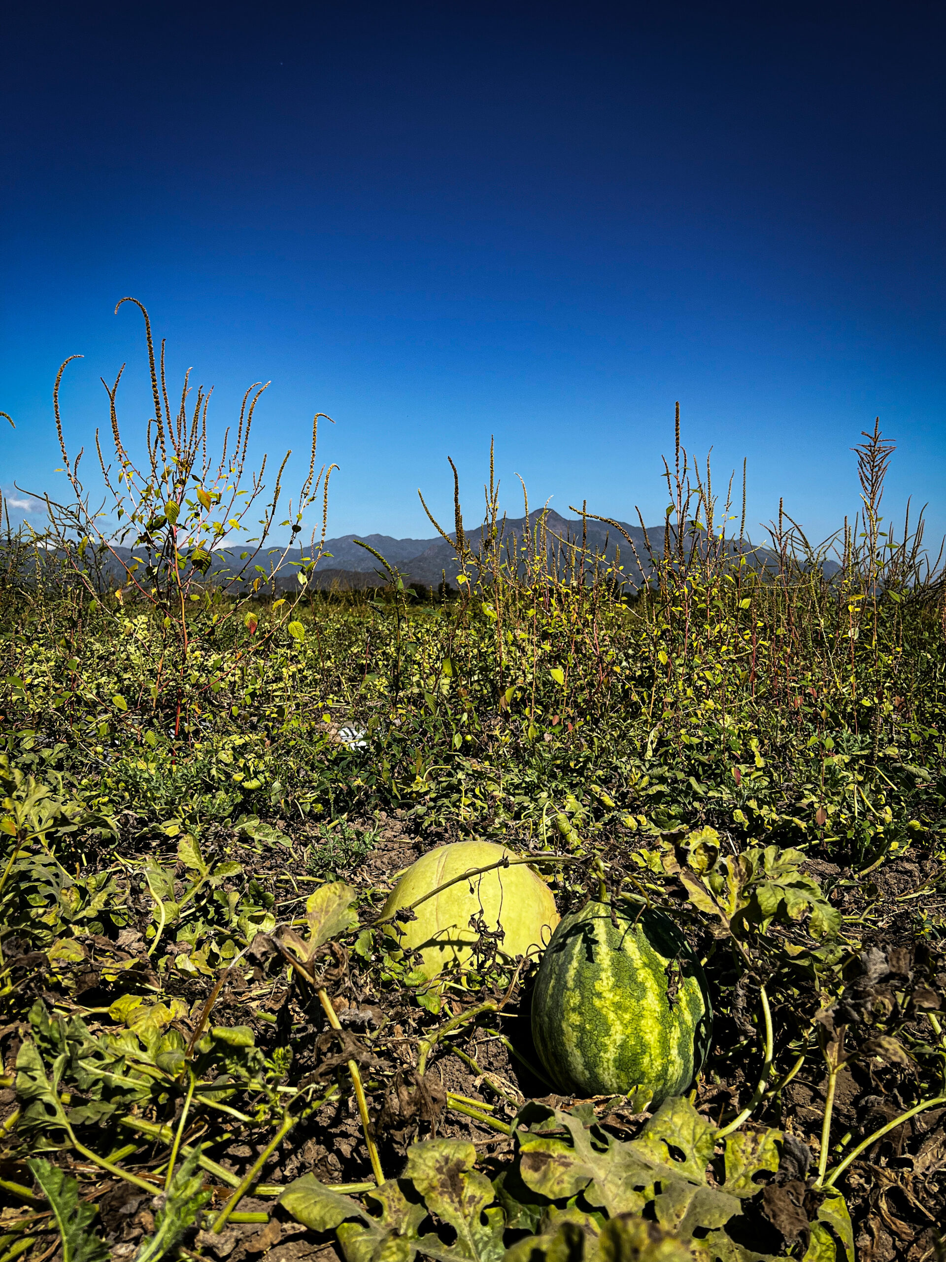 Our Experience Touring Mexico's Agricultural Areas - Hearty Sol