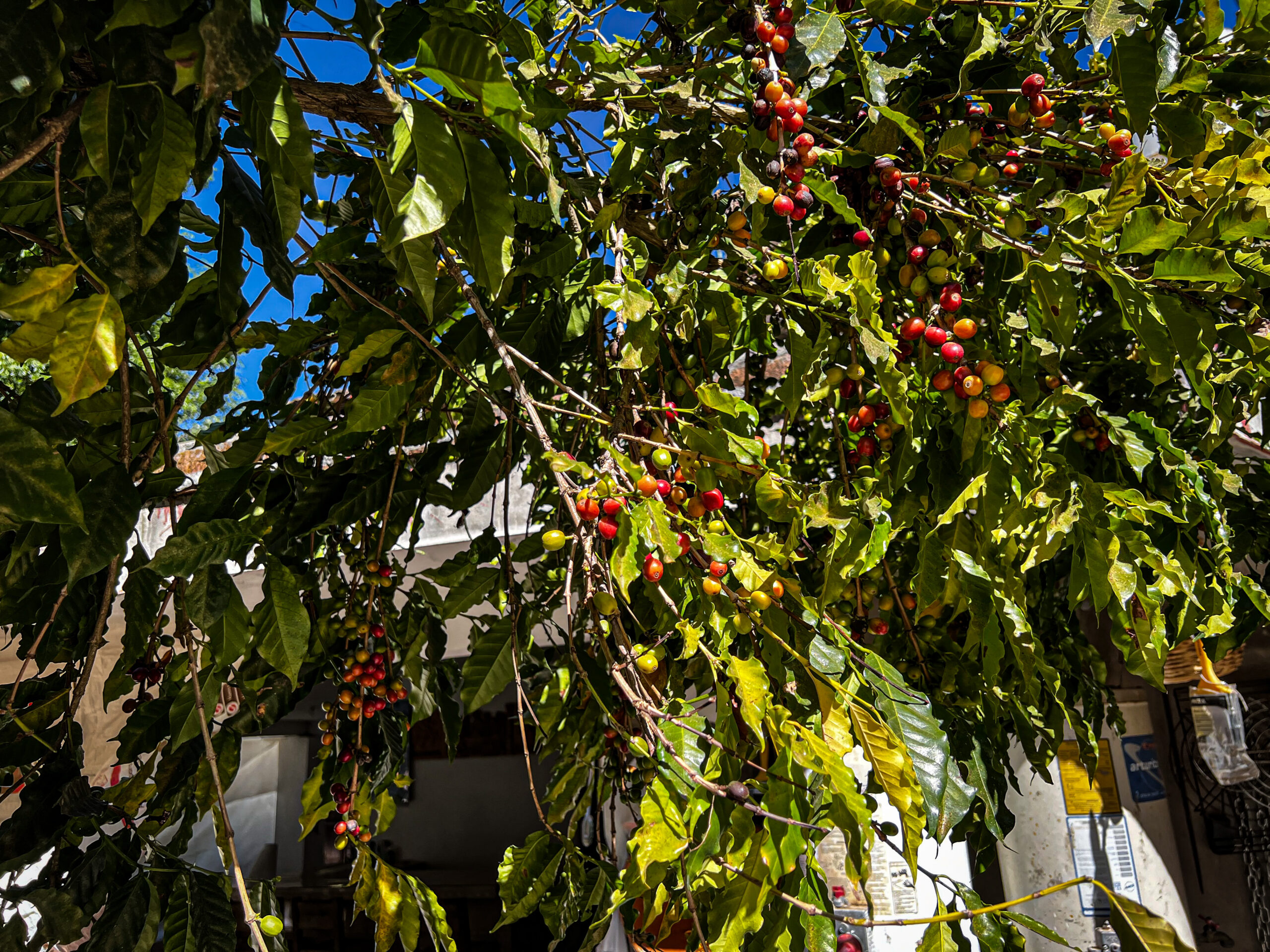 Our Experience Touring Mexico's Agricultural Areas - Hearty Sol