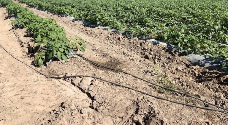 Our Experience Touring Mexico's Agricultural Areas - Hearty Sol