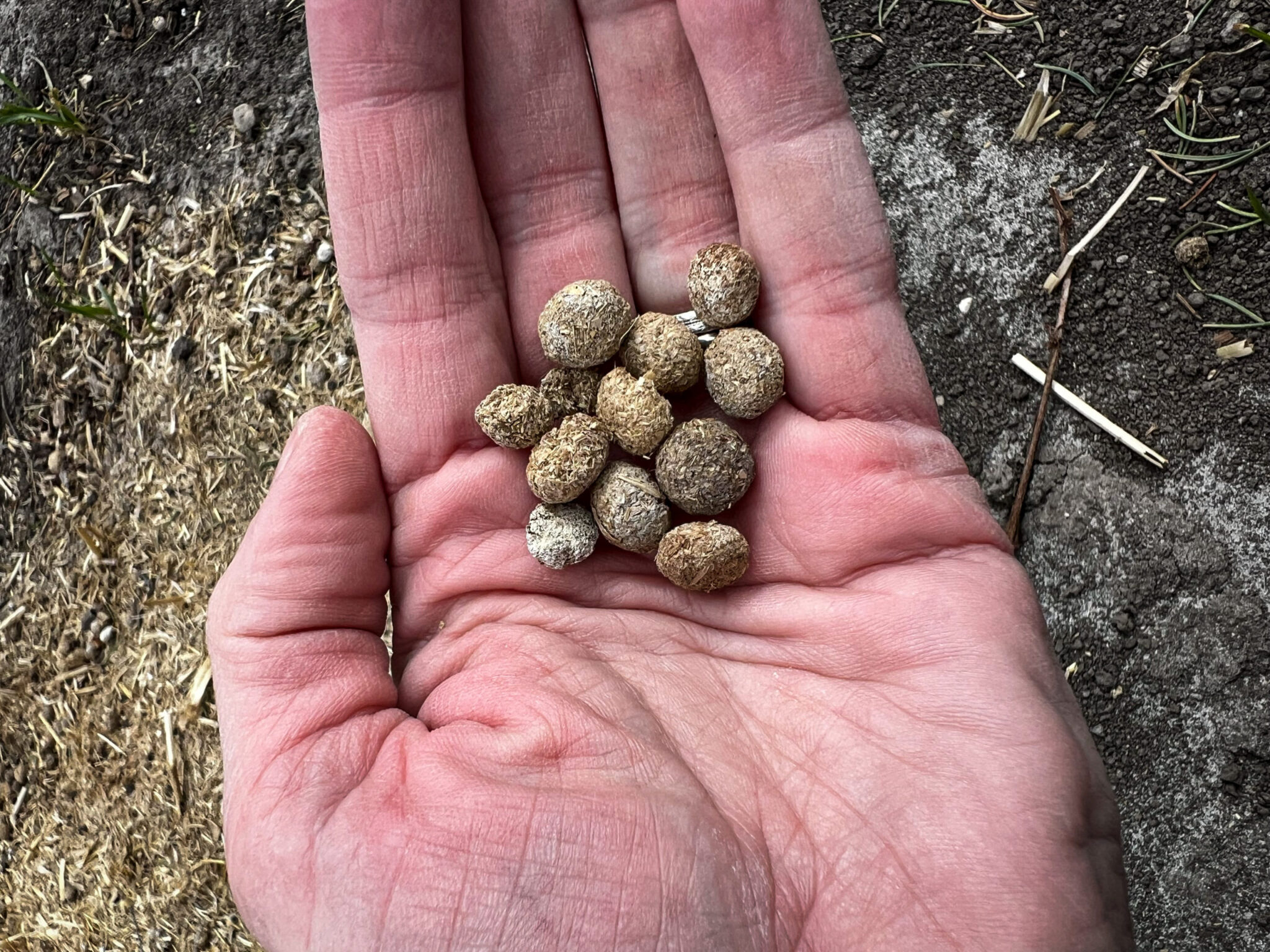How to Make Composted Rabbit Tea - Hearty Sol