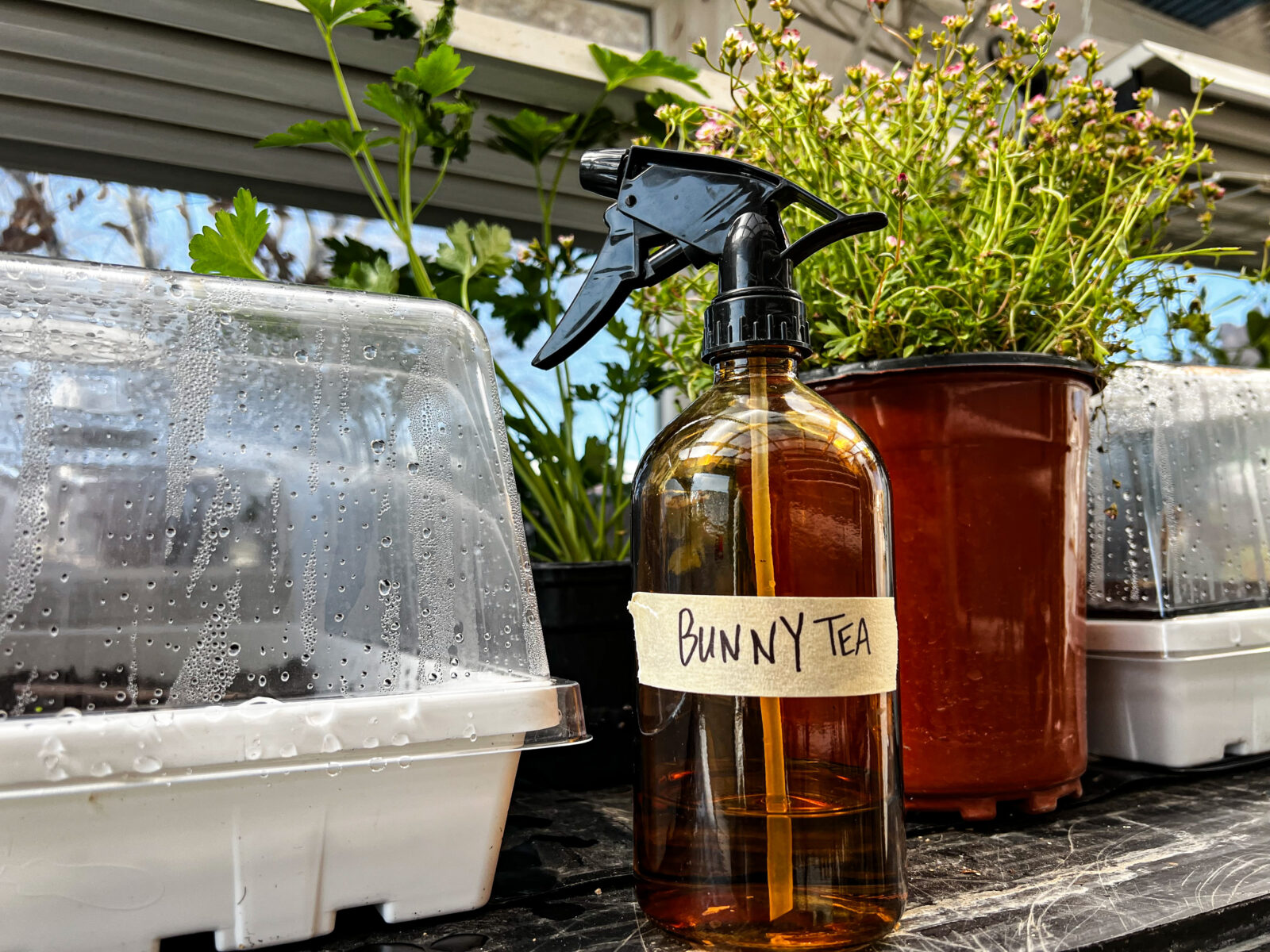 How to Make Composted Rabbit Tea - Hearty Sol