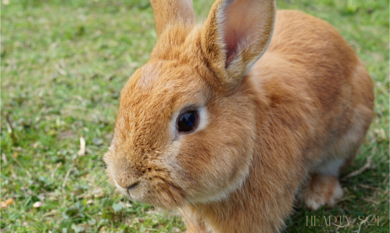 How to Care for an Outdoor Rabbit | Bunny 101 - Hearty Sol