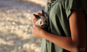 How to Care for an Outdoor Rabbit | Bunny 101 - Hearty Sol