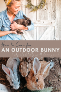How to Care for an Outdoor Rabbit | Bunny 101 - Hearty Sol