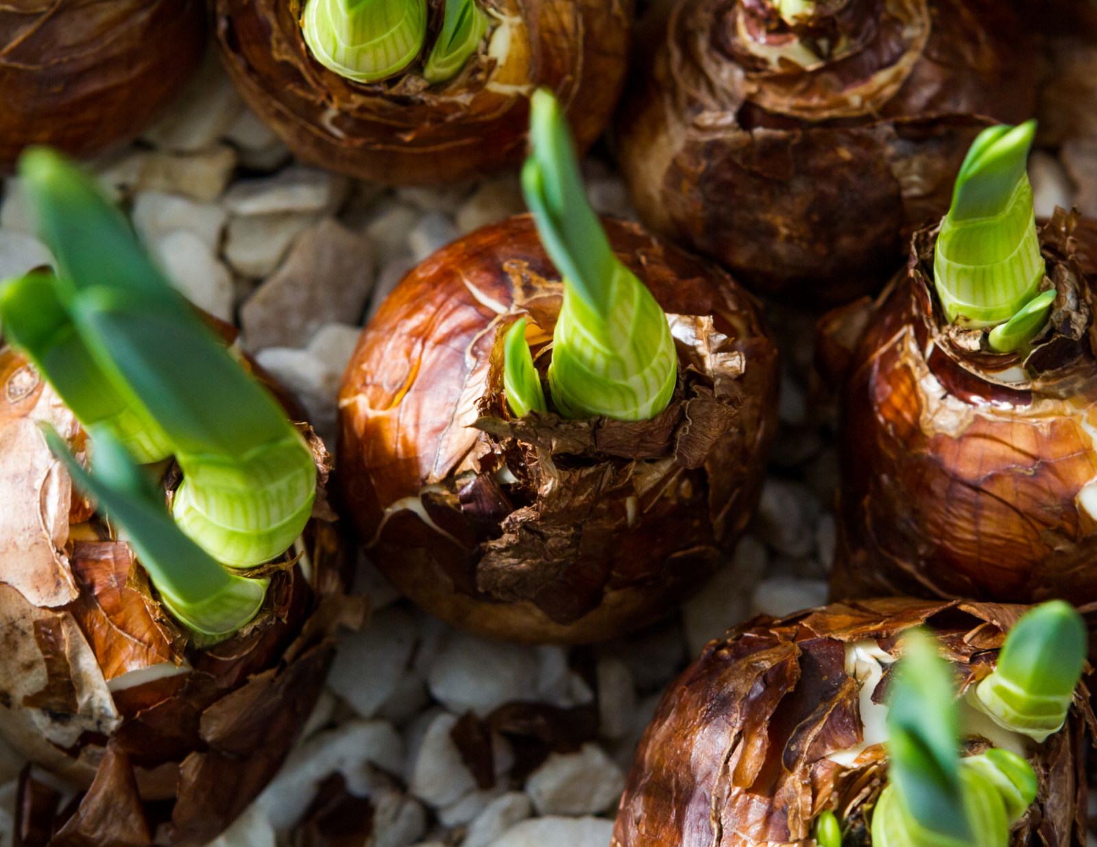 How to force Paperwhite Bulbs for Christmas - Hearty Sol