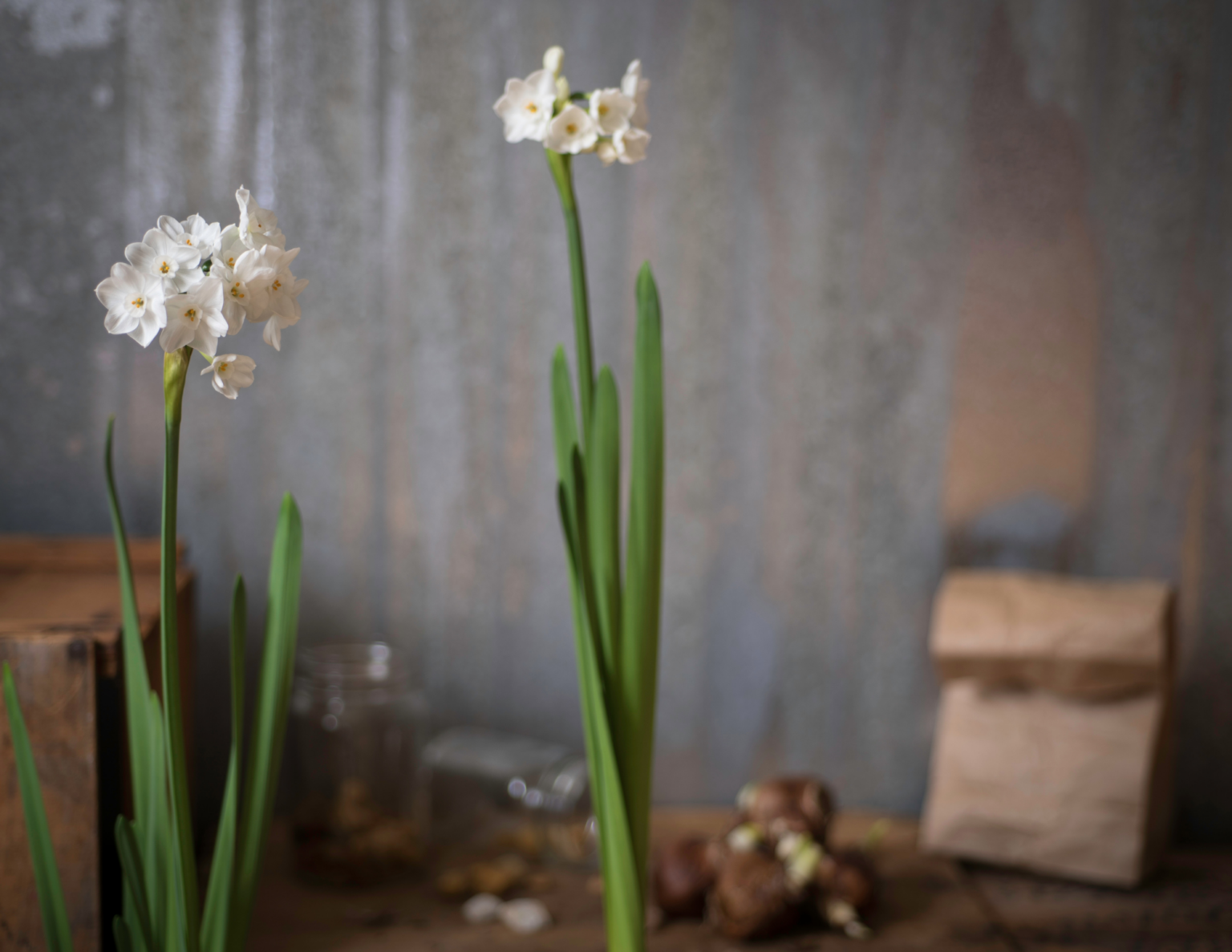 How to force Paperwhite Bulbs for Christmas - Hearty Sol