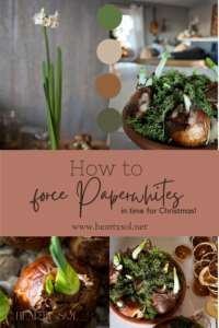 How to force Paperwhite Bulbs for Christmas - Hearty Sol