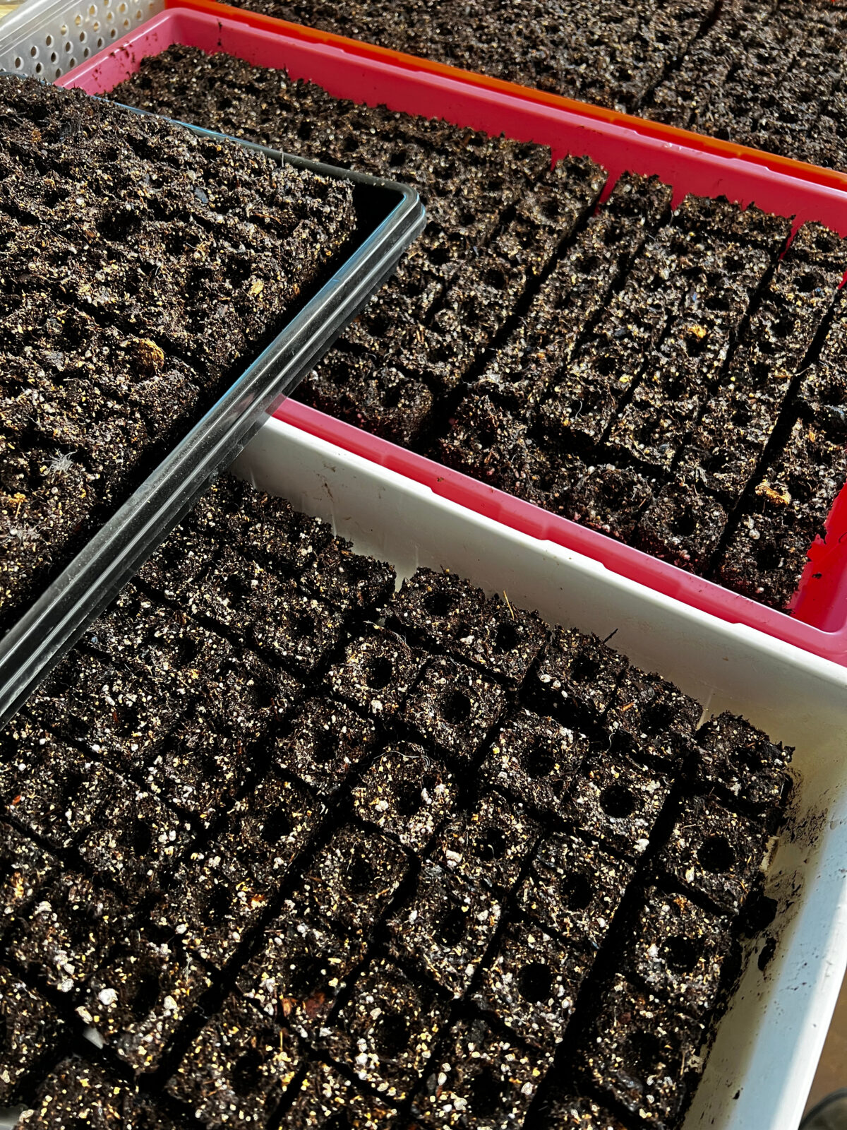 Soil Blocking 101: A Sustainable Seed Starting Method