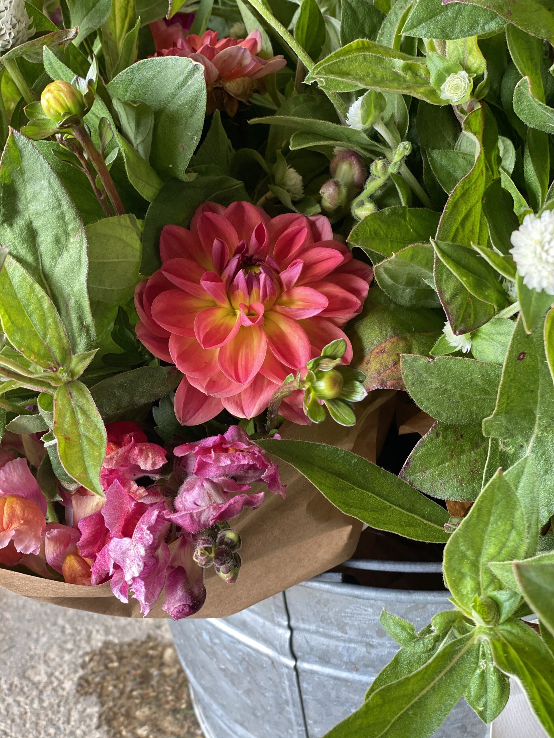 How to Grow a Garden of Dahlias: A Guide to Abundant Dahlia Blooms ...