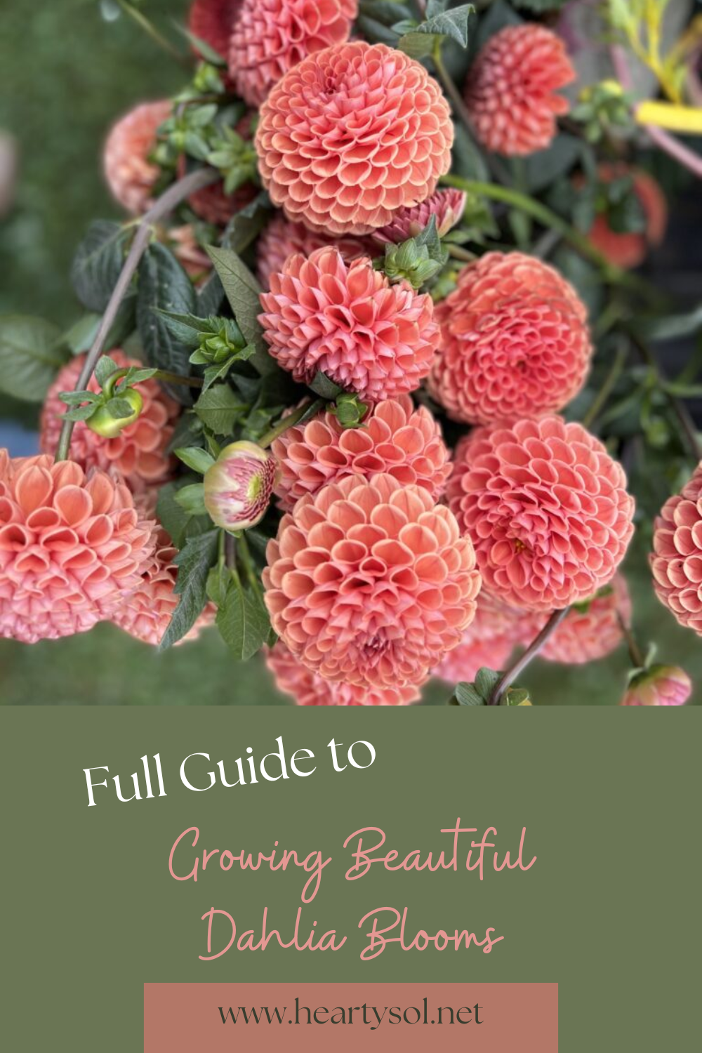 How to Grow a Garden of Dahlias: A Guide to Abundant Dahlia Blooms ...