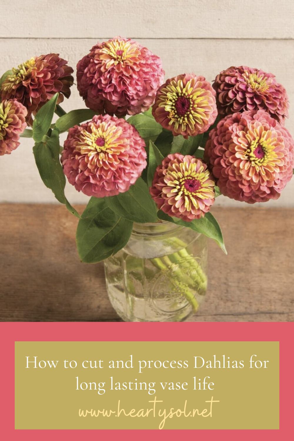 How to Cut and Process Dahlias for Long-Lasting Vase Life: A Step-by ...