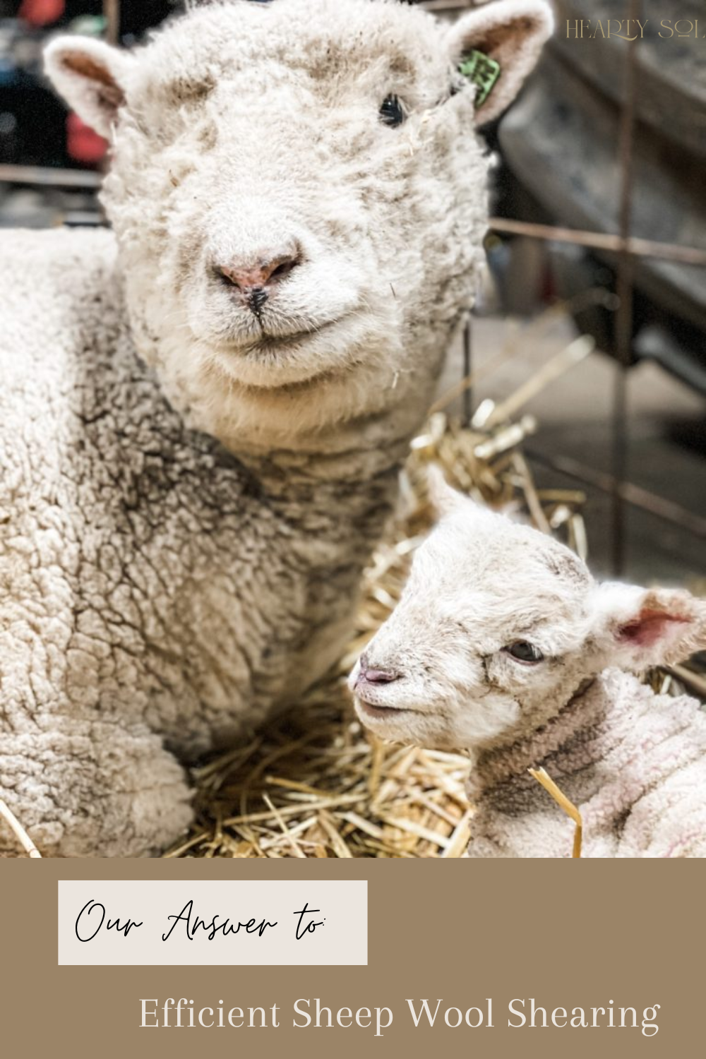 The Answer to Efficient Sheep Shearing: Tips from the Farm - Hearty Sol