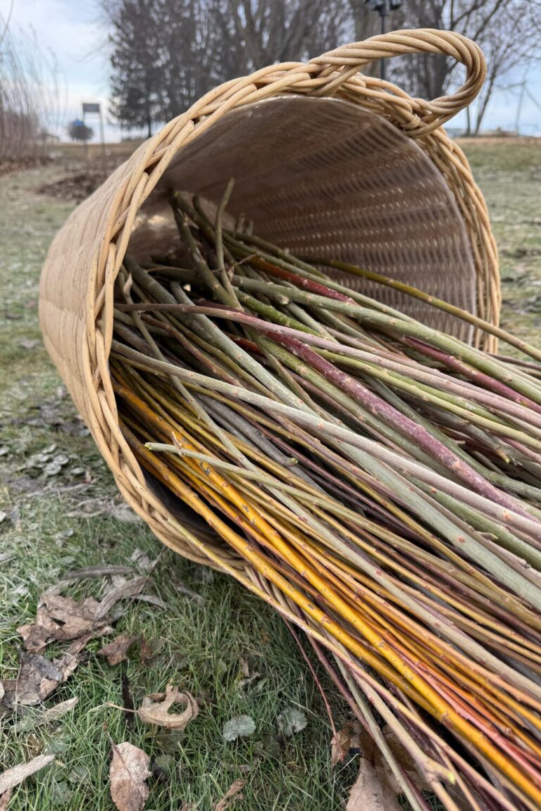 Preparing to Weave with Willow: From Living Branches to Basket - Hearty Sol